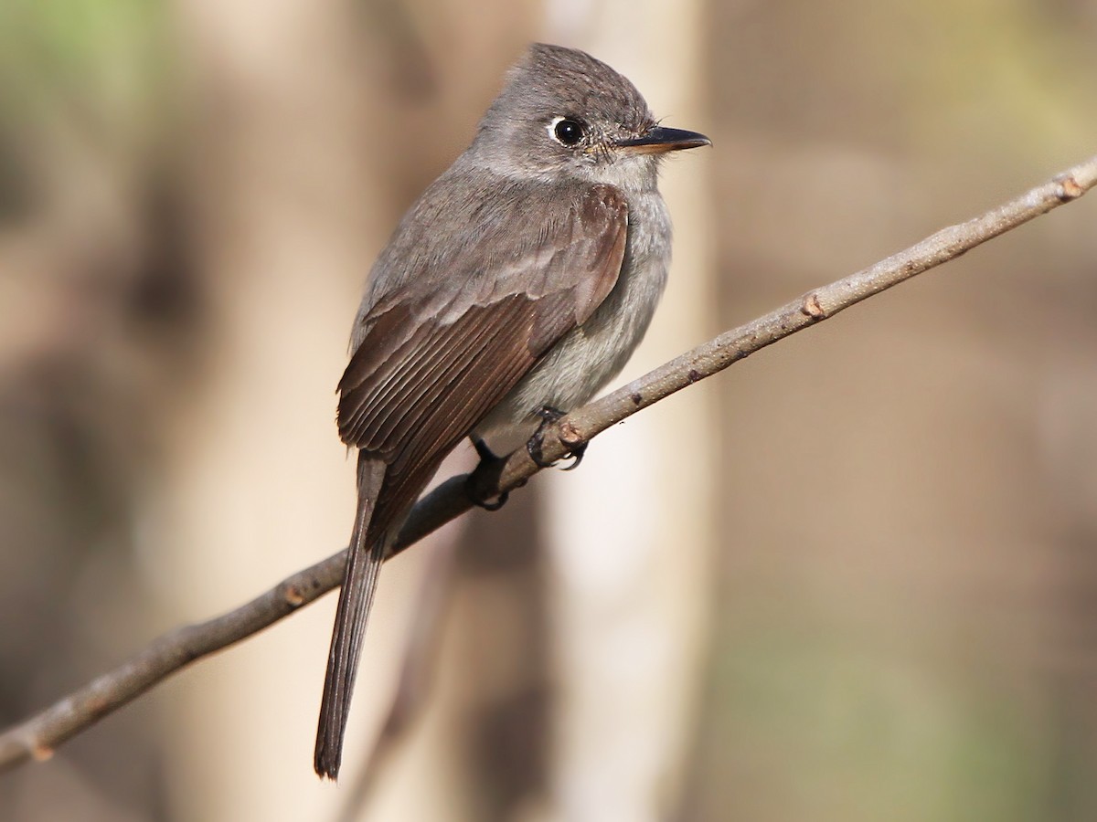 Cuban Pewee - Contopus caribaeus - Birds of the World