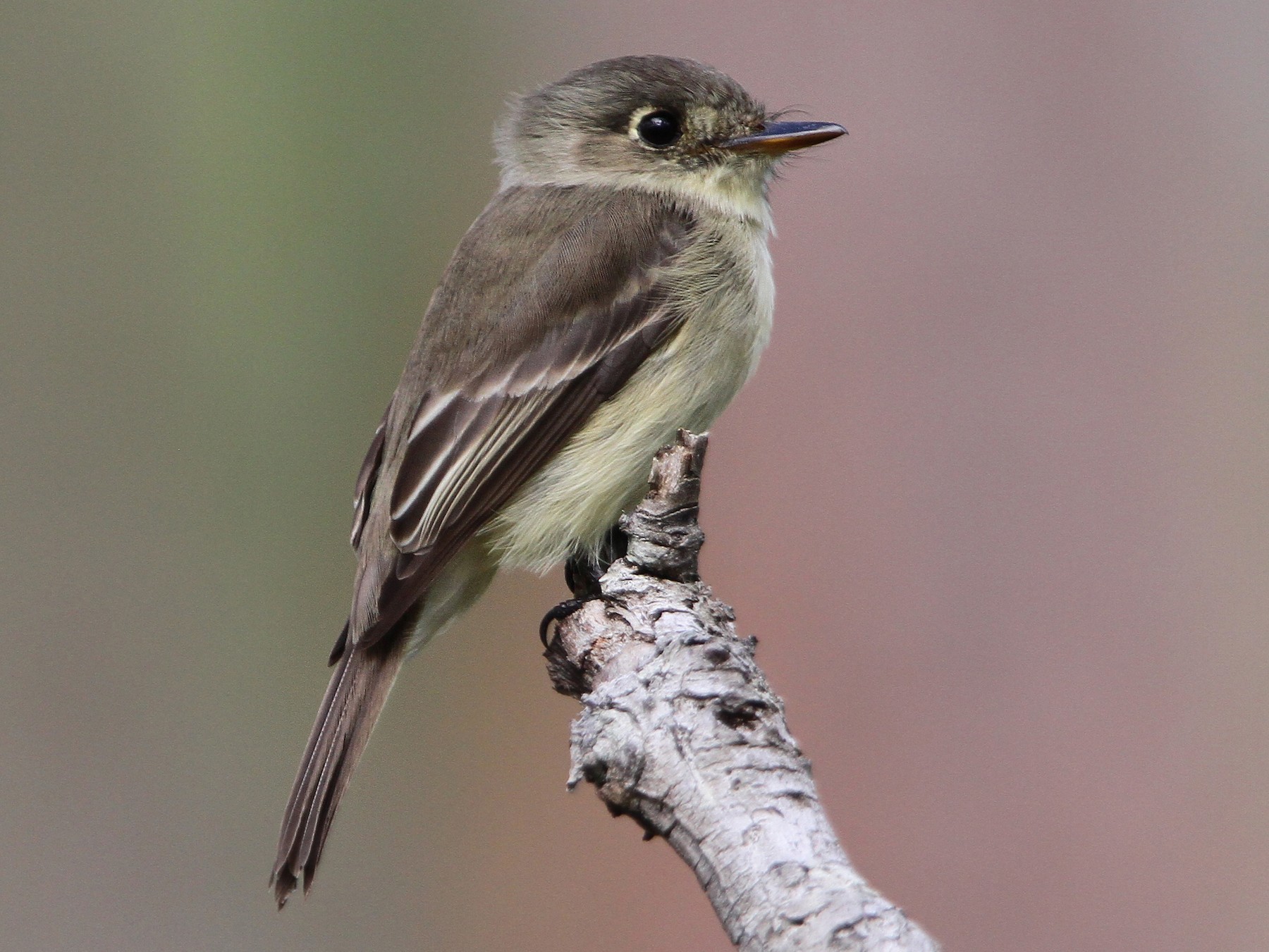Cuban Pewee - eBird