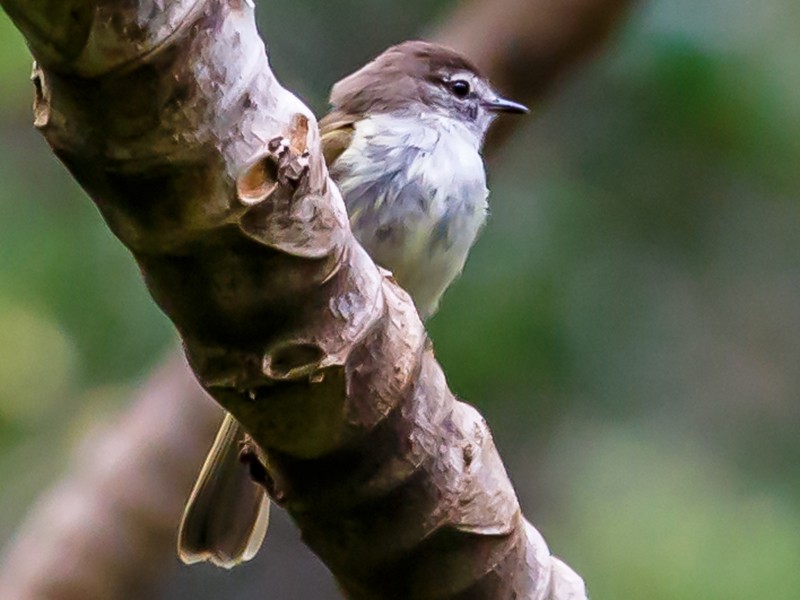 Fiofío Jamaicano - eBird