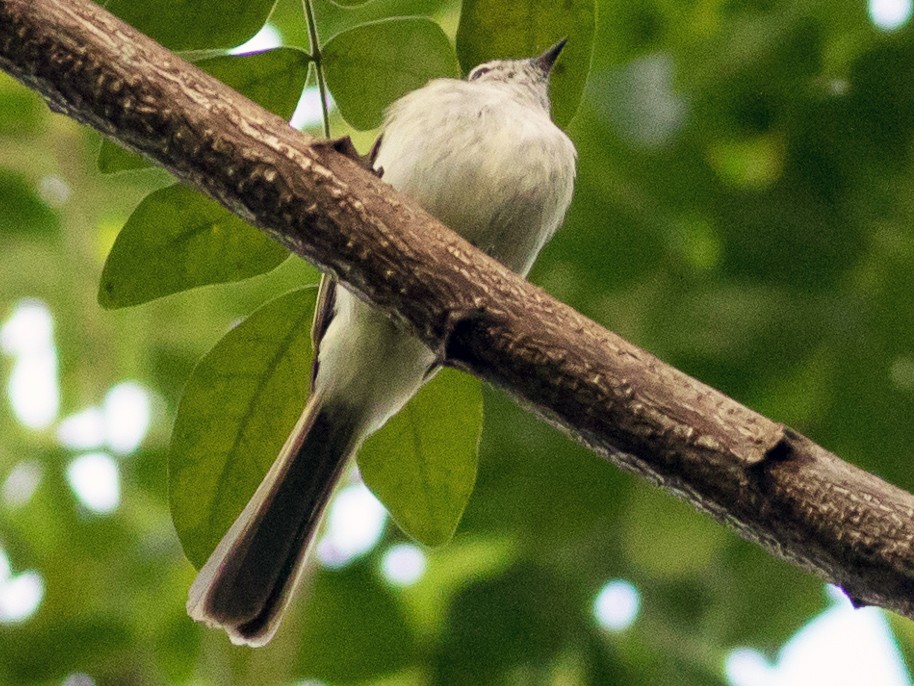 Fiofío Jamaicano - eBird