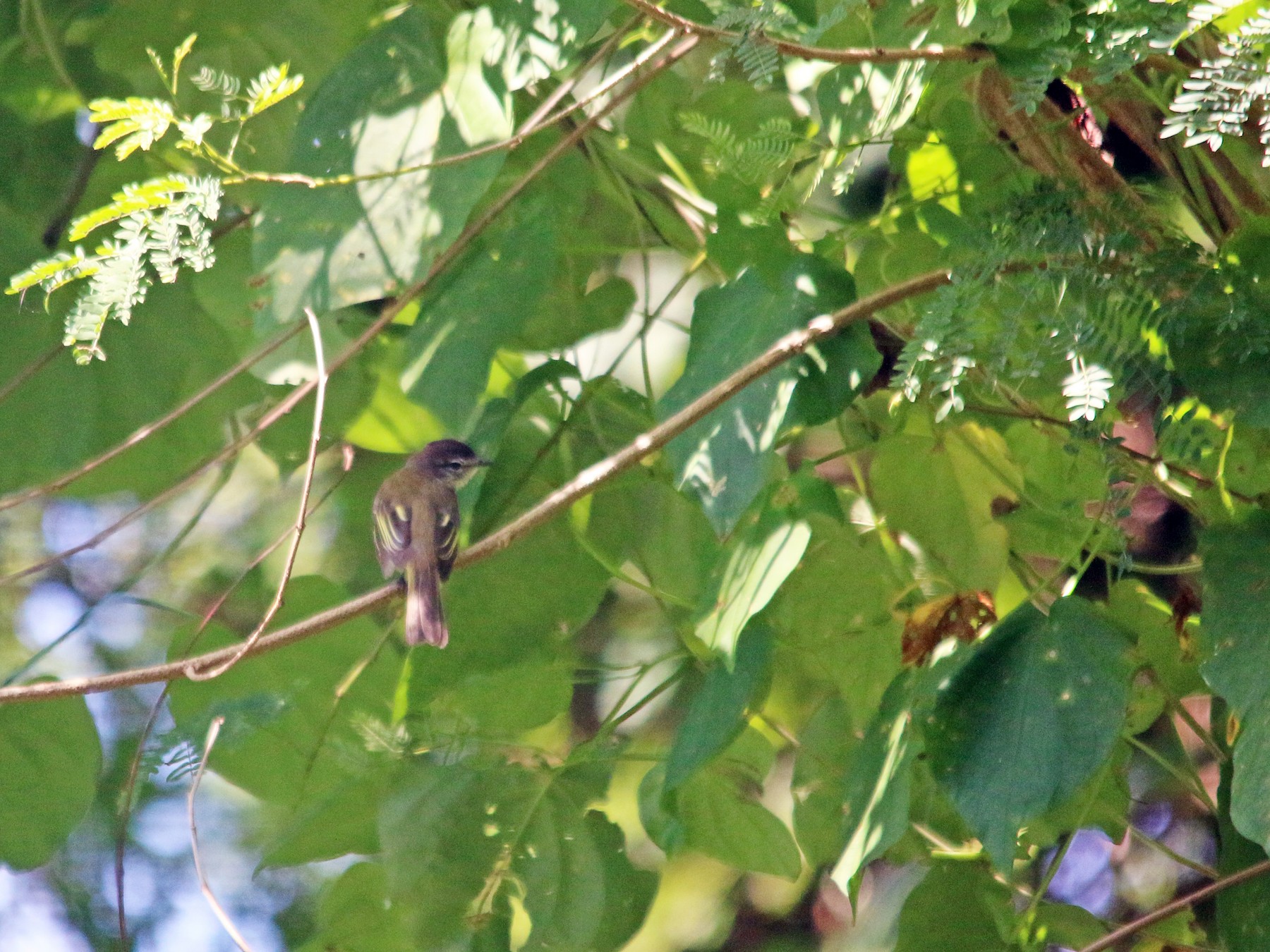 Fiofío Jamaicano - eBird