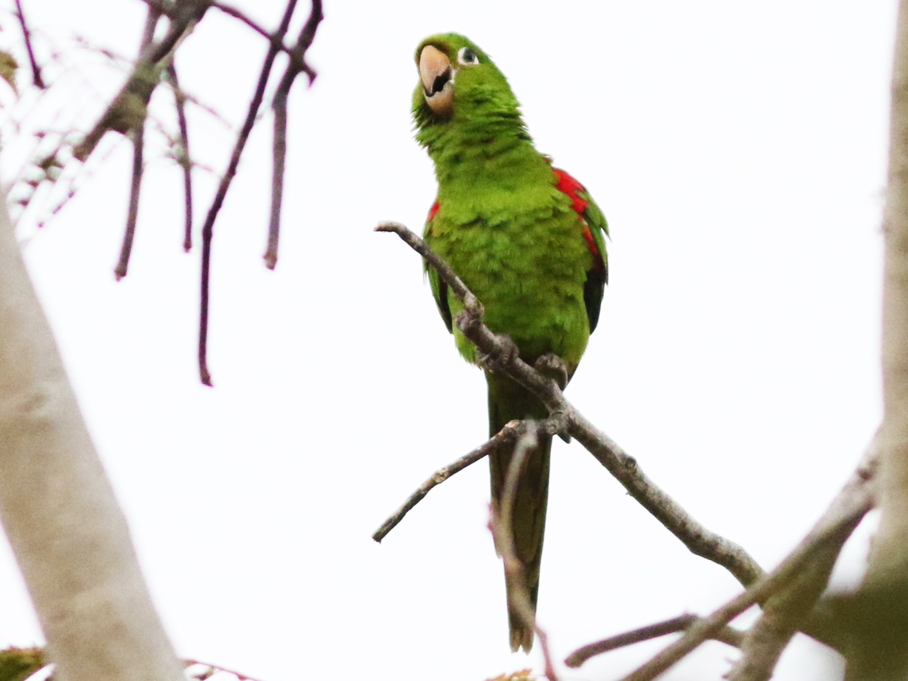 Aratinga de la Española - eBird