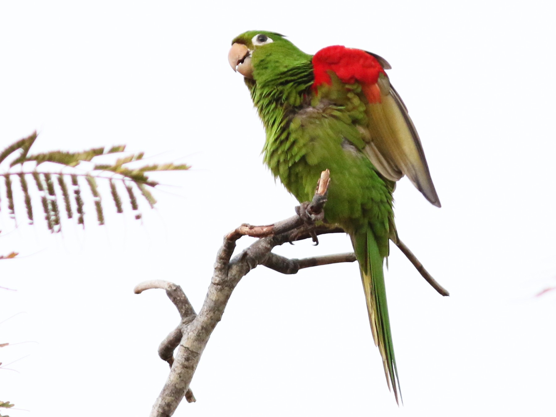 Aratinga de la Española - eBird