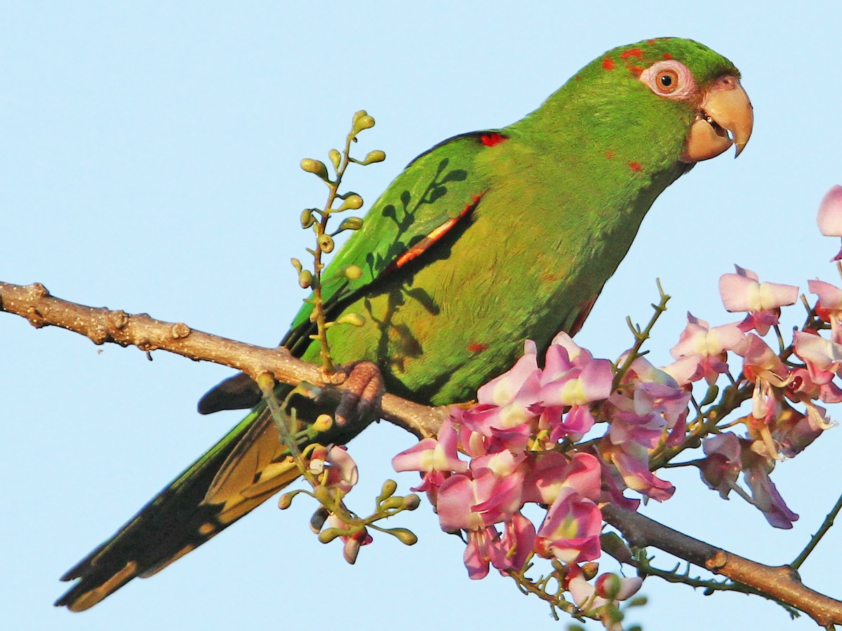 Cuban Parakeet - Psittacara euops - Birds of the World
