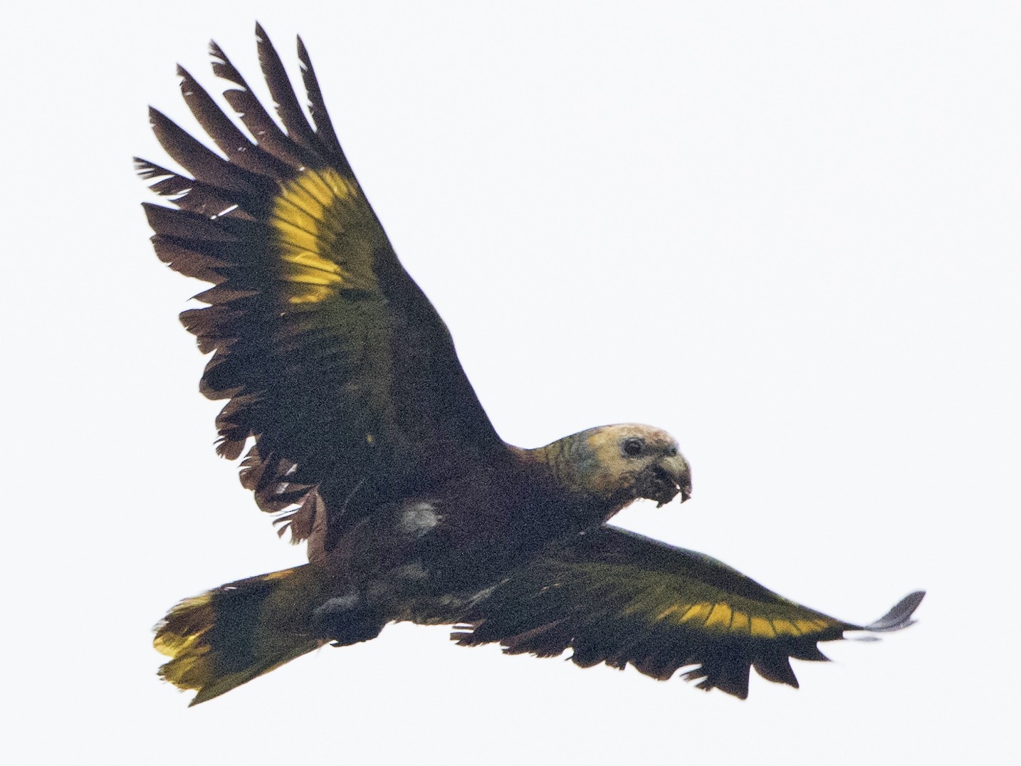 St. Vincent Parrot - eBird