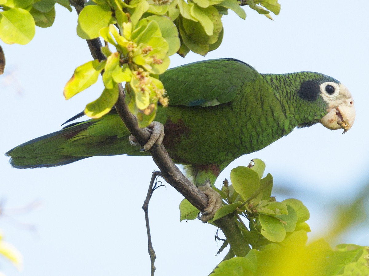 Hispaniolan Amazon - Amazona ventralis - Birds of the World