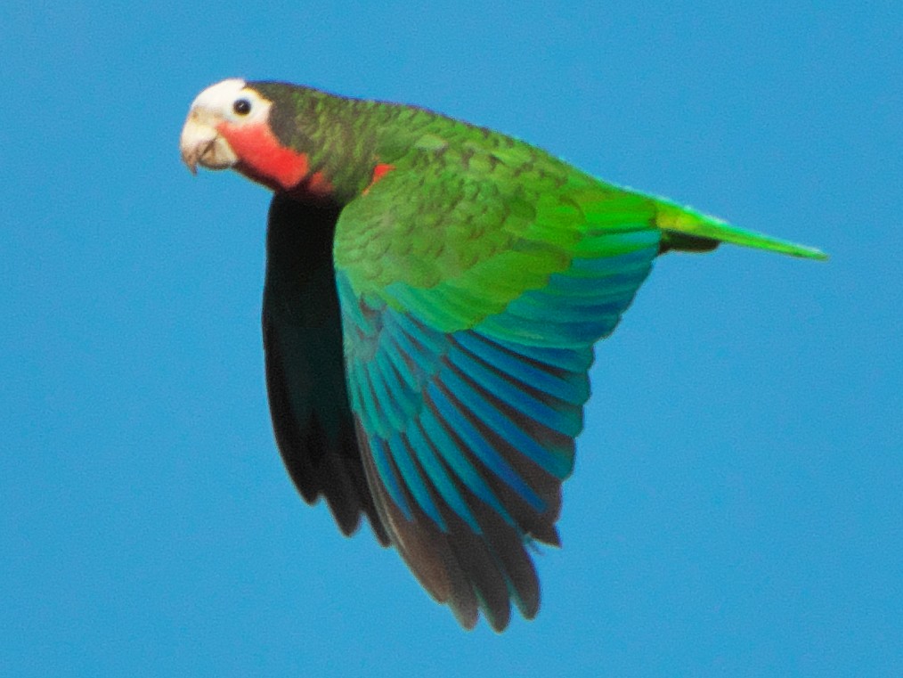 Cuban Parrot - eBird