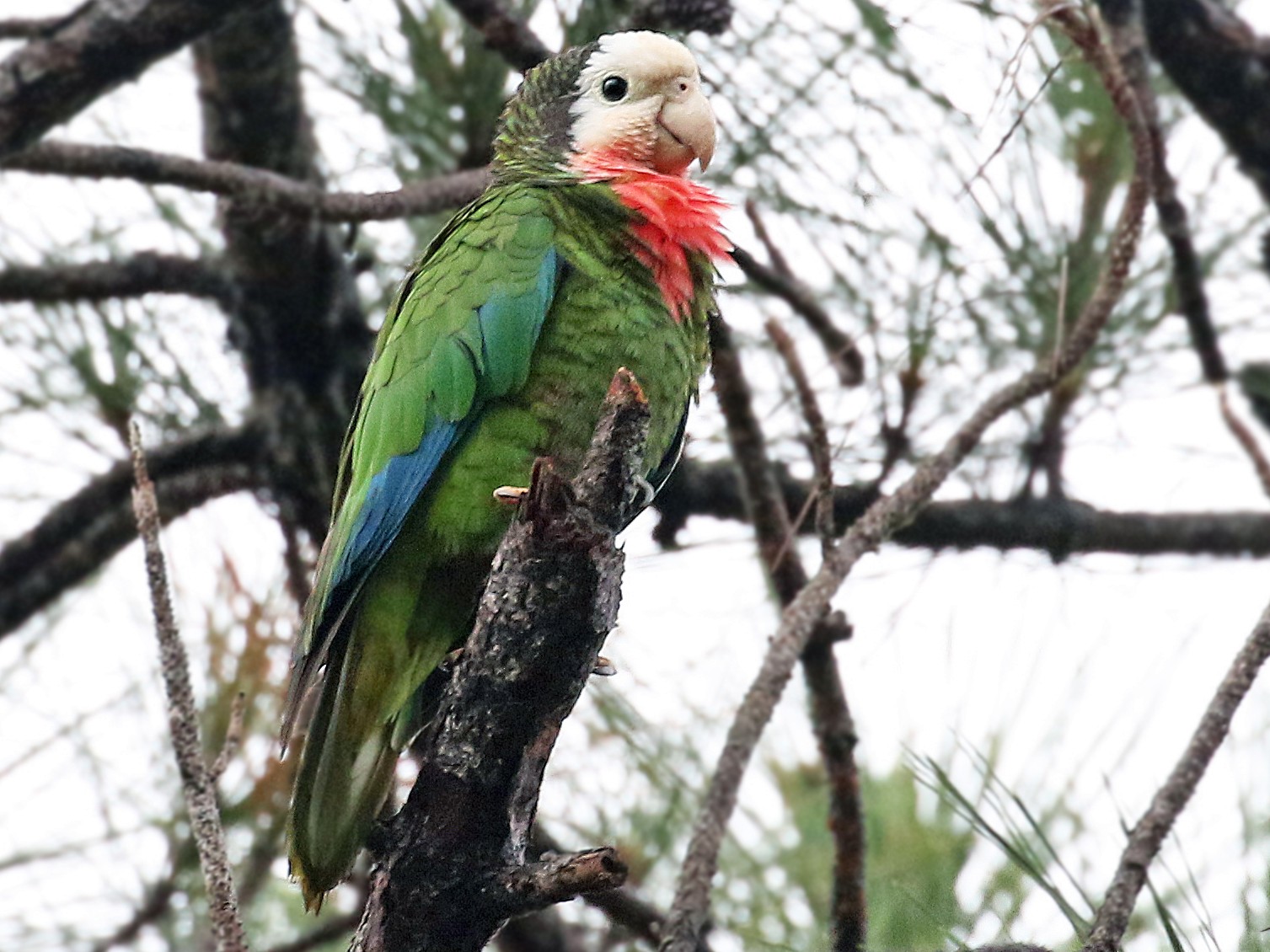 Cuban Parrot - eBird