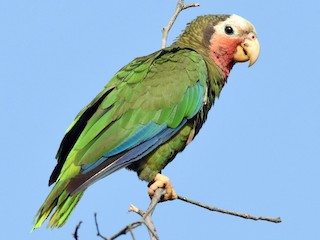 Cuban Parrot - Amazona leucocephala - Birds of the World