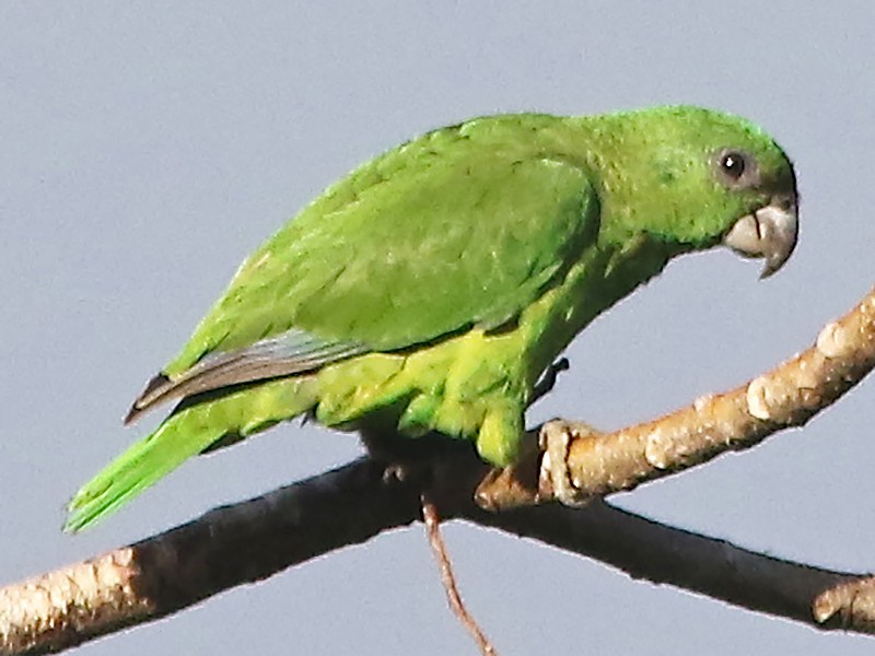 Black-billed Parrot - eBird