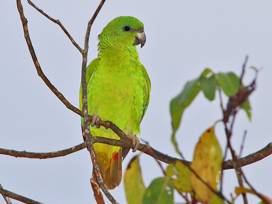 Black-billed Parrot - eBird