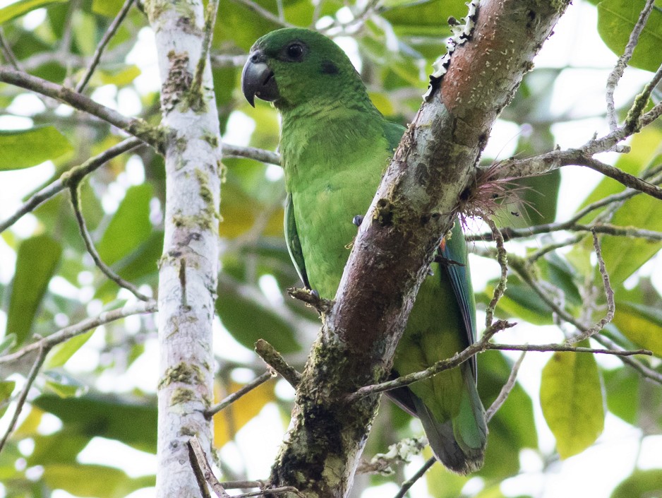 Black-billed Parrot - eBird
