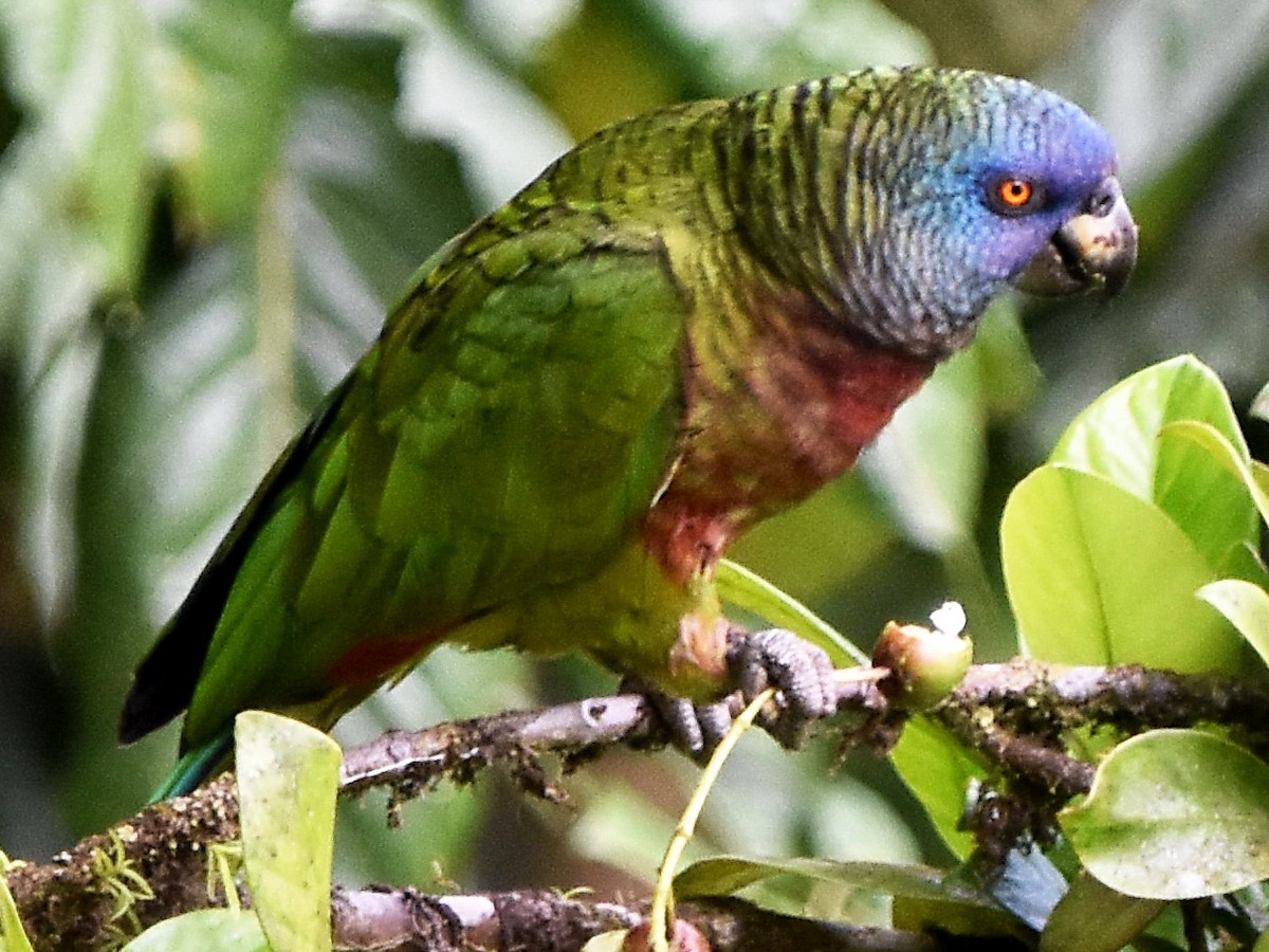 St. Lucia Parrot - Amazona versicolor - Birds of the World