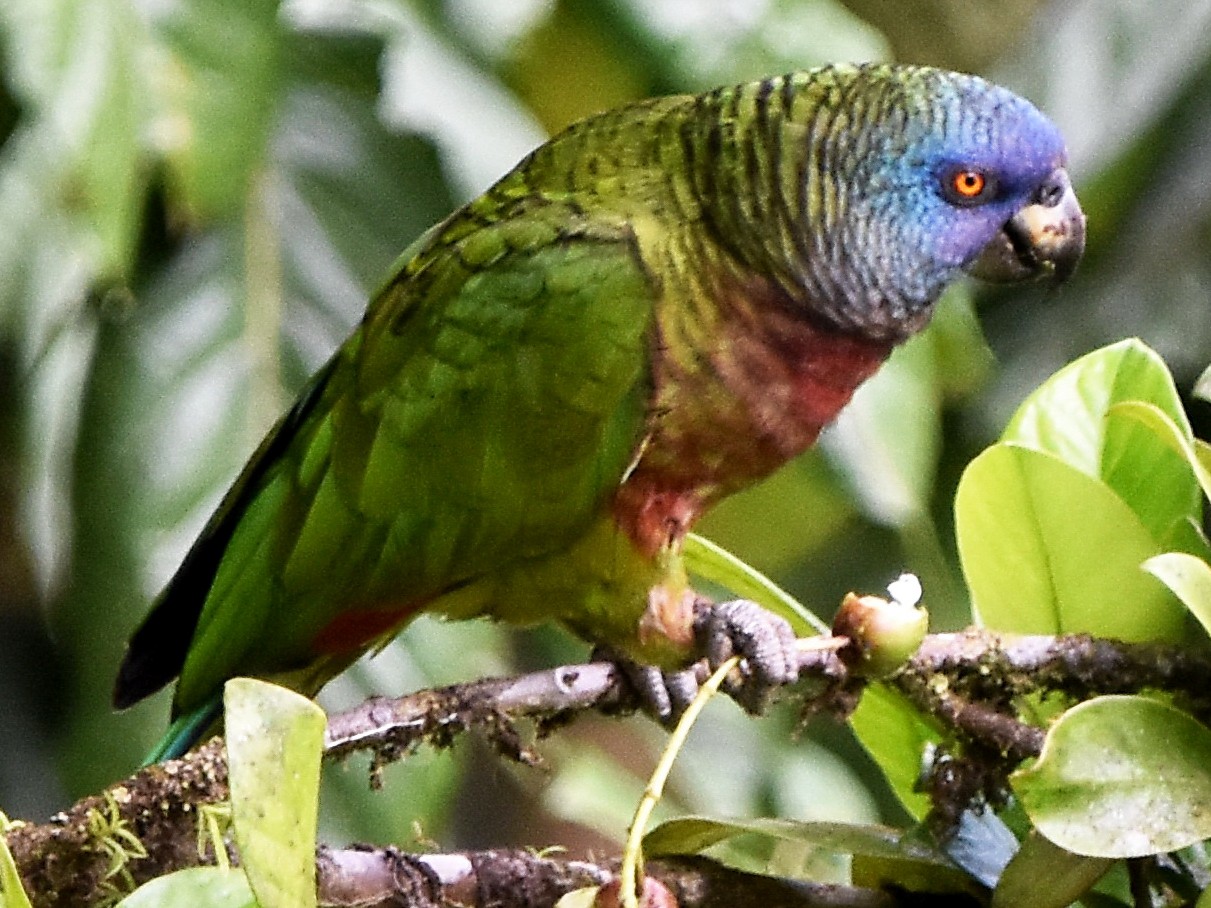 St. Lucia Parrot - eBird