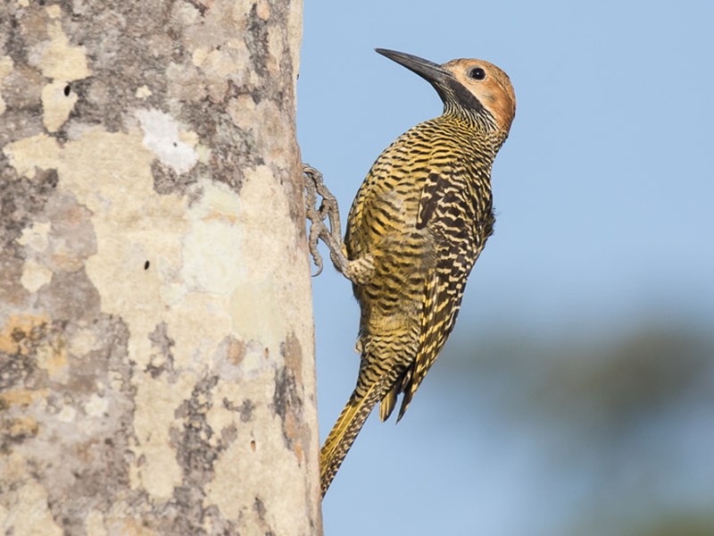 Fernandina's Flicker - eBird
