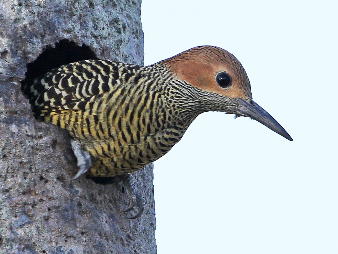 Fernandina's Flicker - eBird