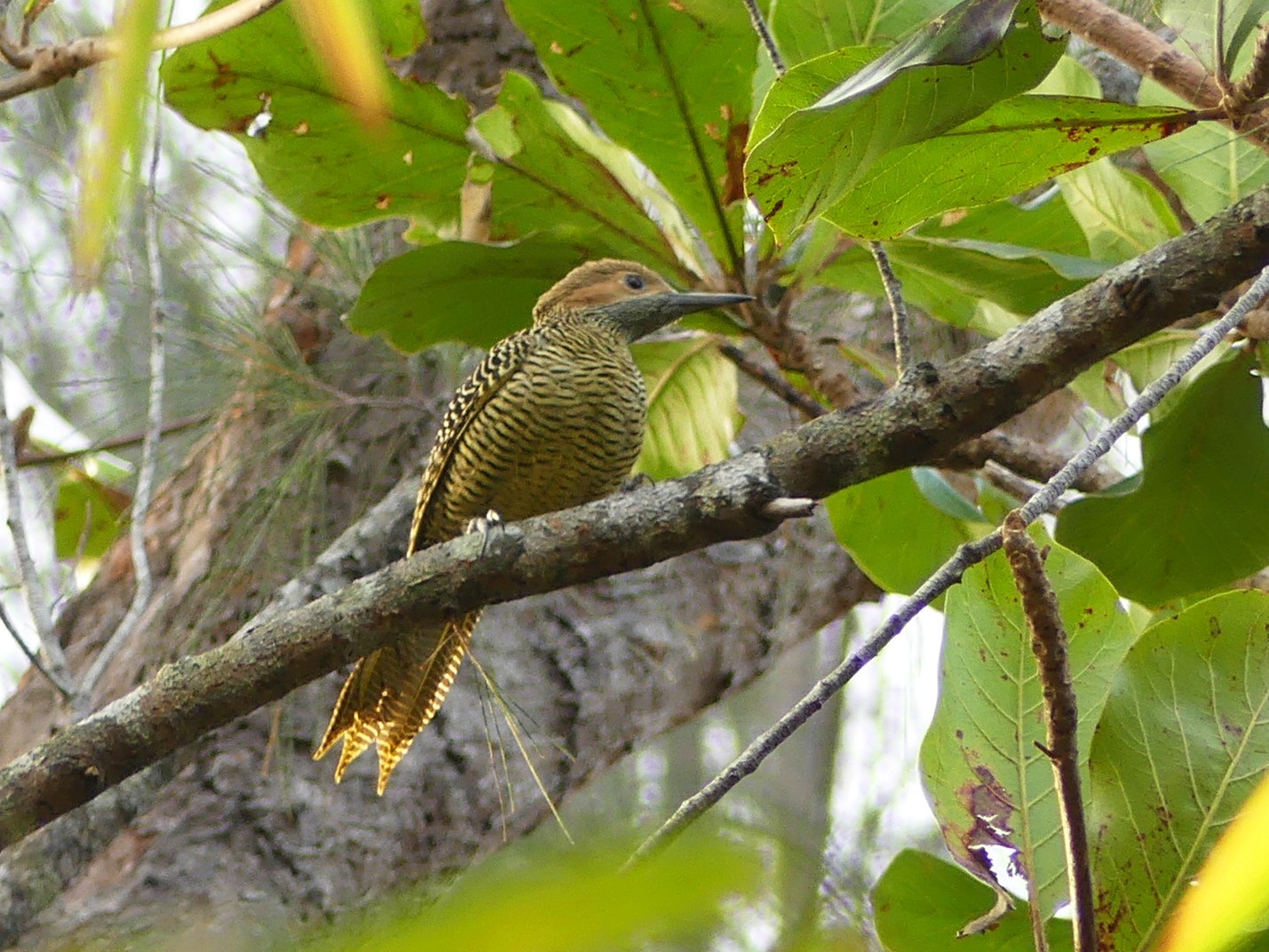 Fernandina's Flicker - eBird