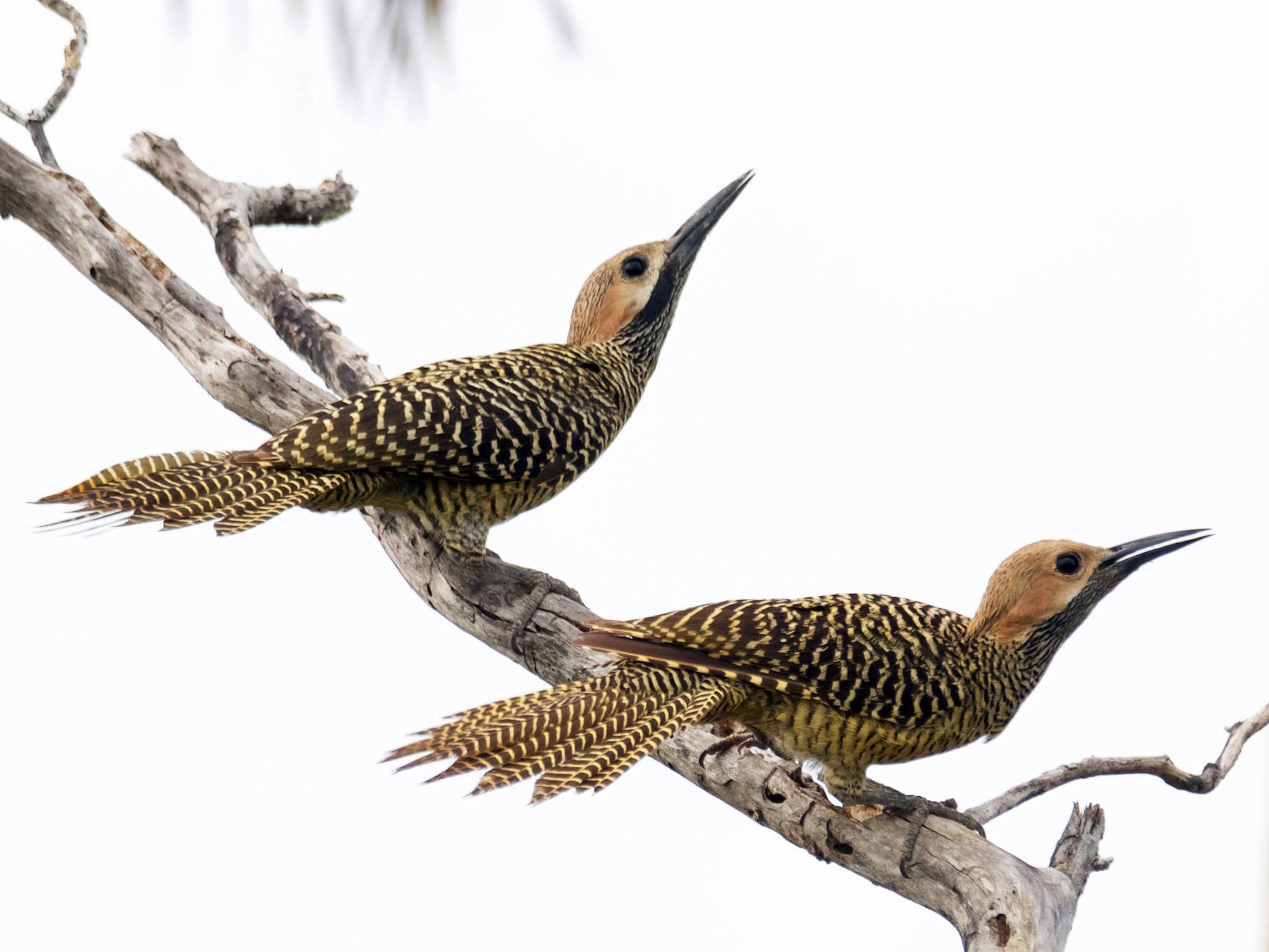 Fernandina's Flicker - eBird
