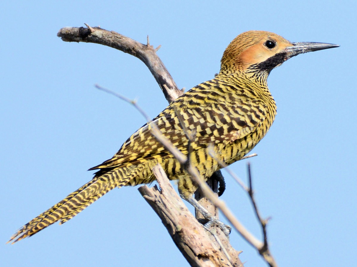 Fernandina's Flicker - Colaptes fernandinae - Birds of the World