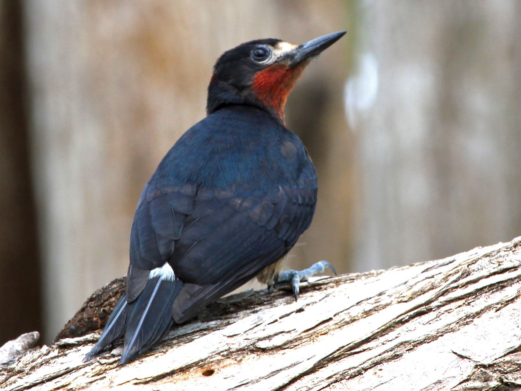 Carpintero de Puerto Rico - eBird