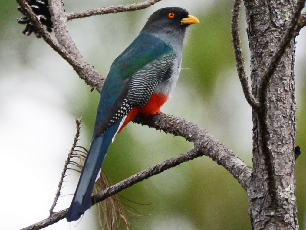 Hispaniolan Trogon - Priotelus roseigaster - Birds of the World