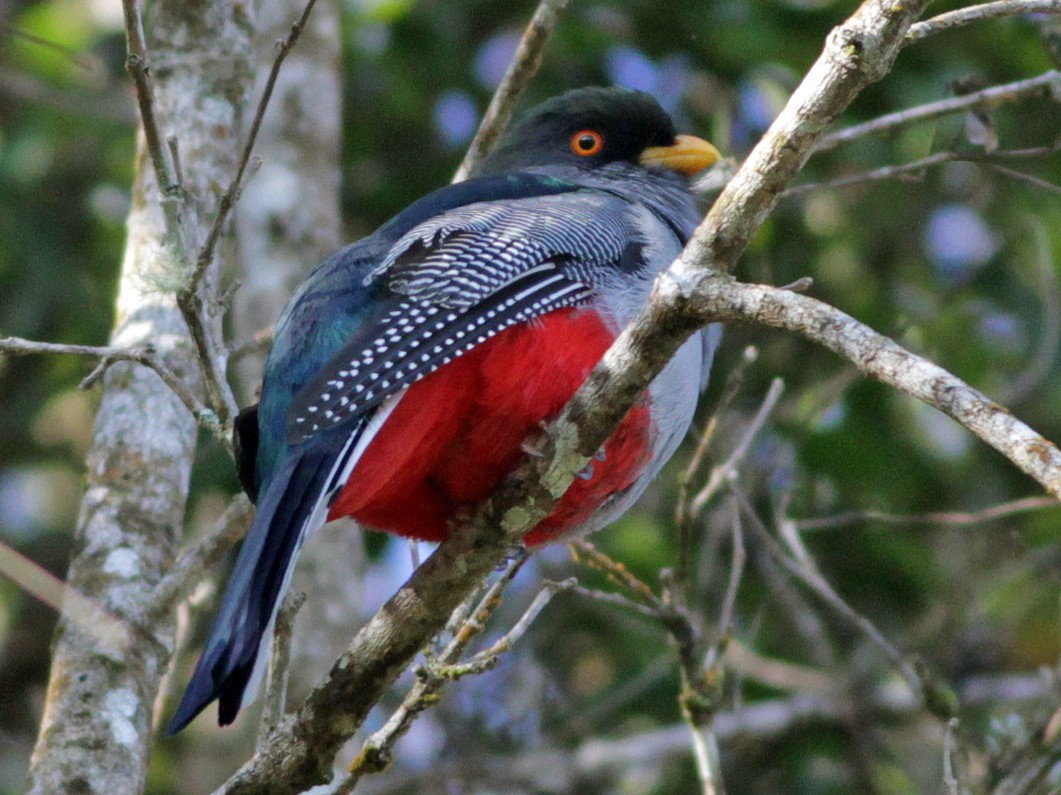 Hispaniolan Trogon - eBird