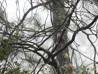 Hispaniolan Trogon - eBird