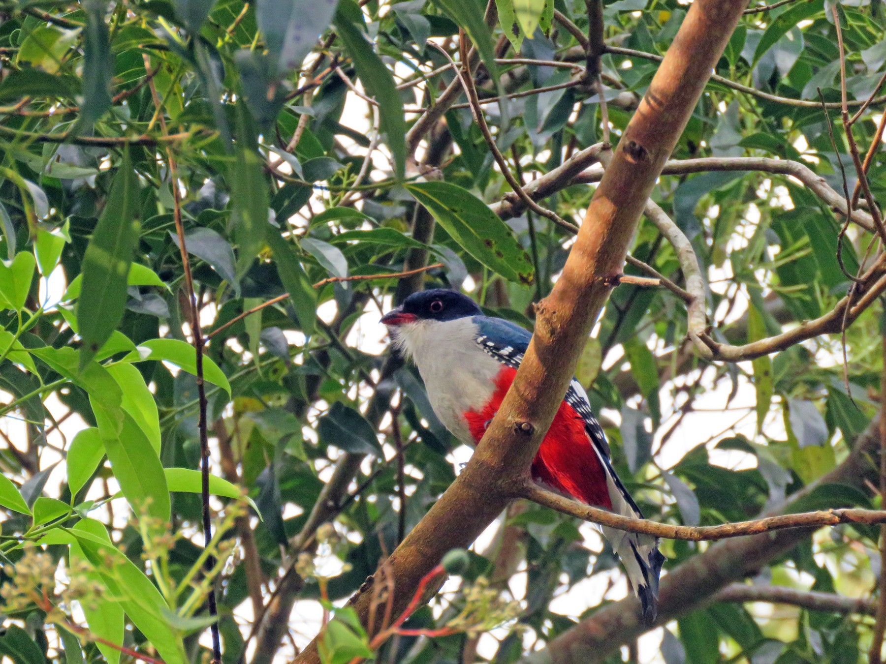Cuban Trogon - eBird