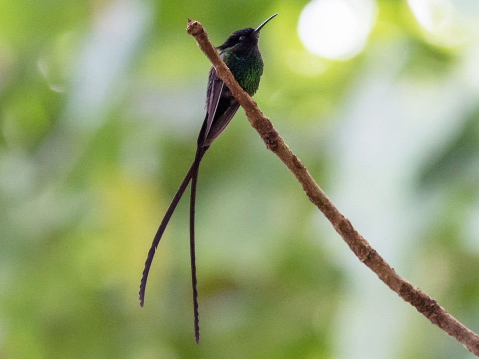 Streamertail (Black-billed) - eBird