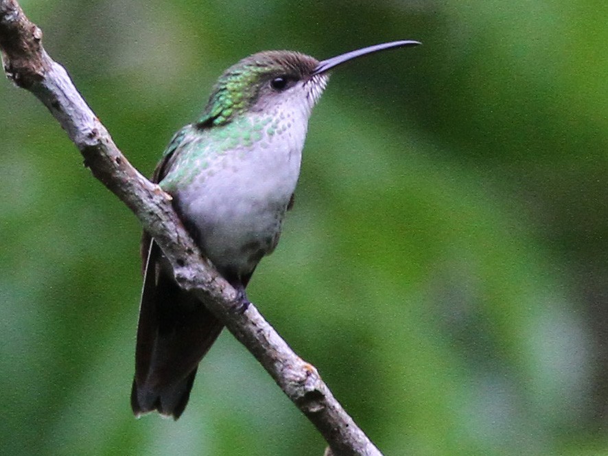Red-billed/Black-billed Streamertail - eBird