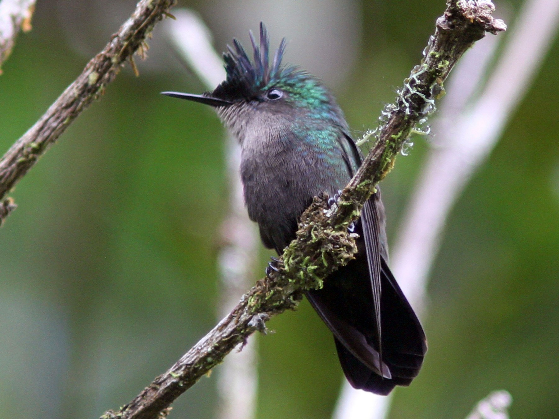 Antillean Crested Hummingbird - eBird