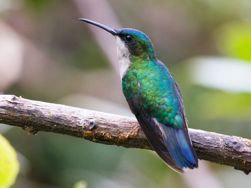 Blue-headed Hummingbird - eBird