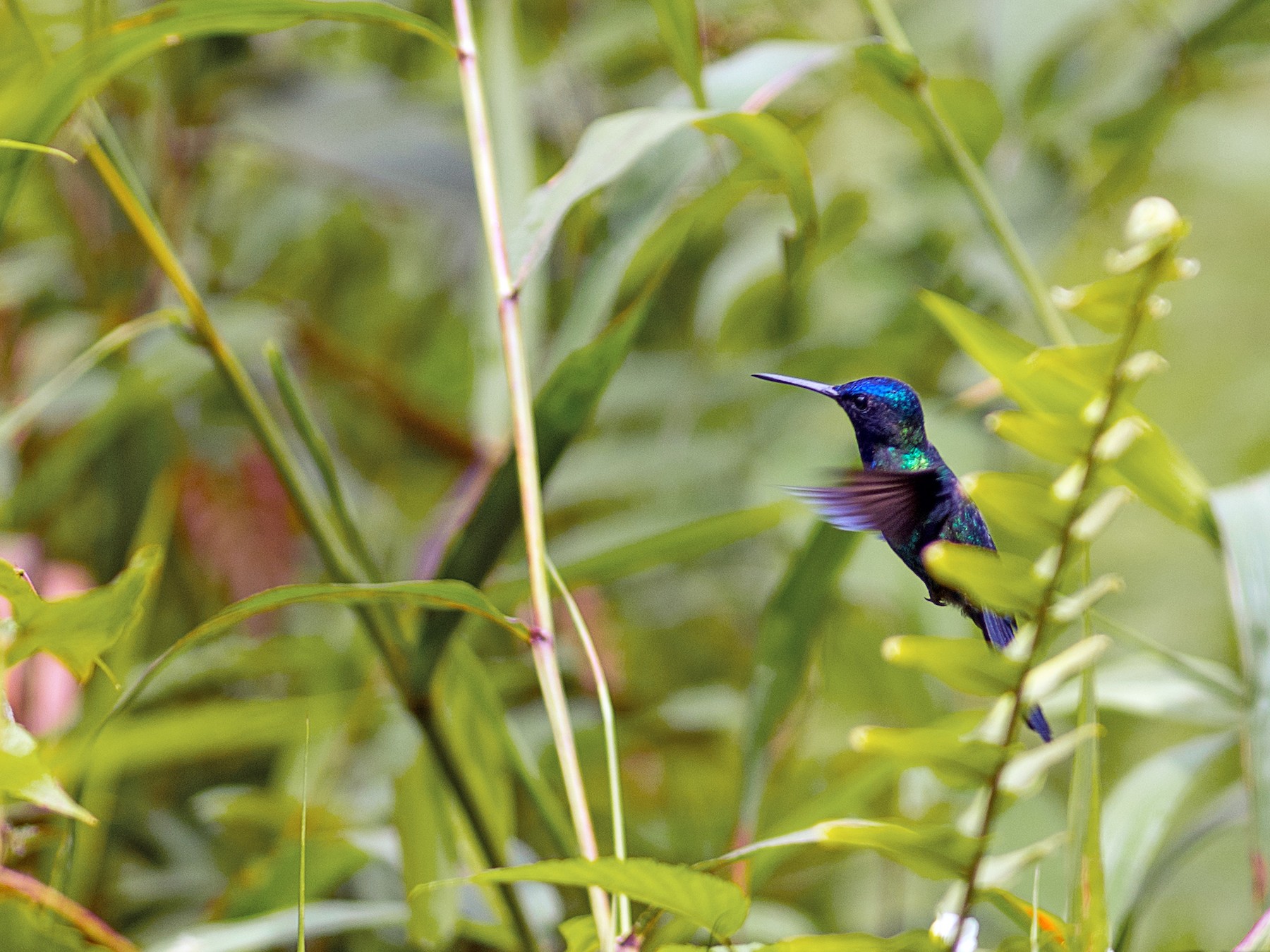Blue-headed Hummingbird - eBird