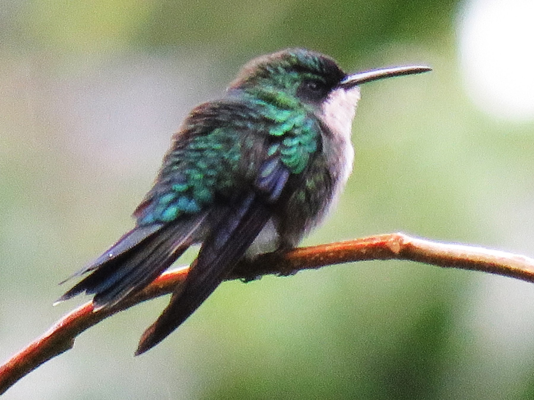 Blue-headed Hummingbird - eBird