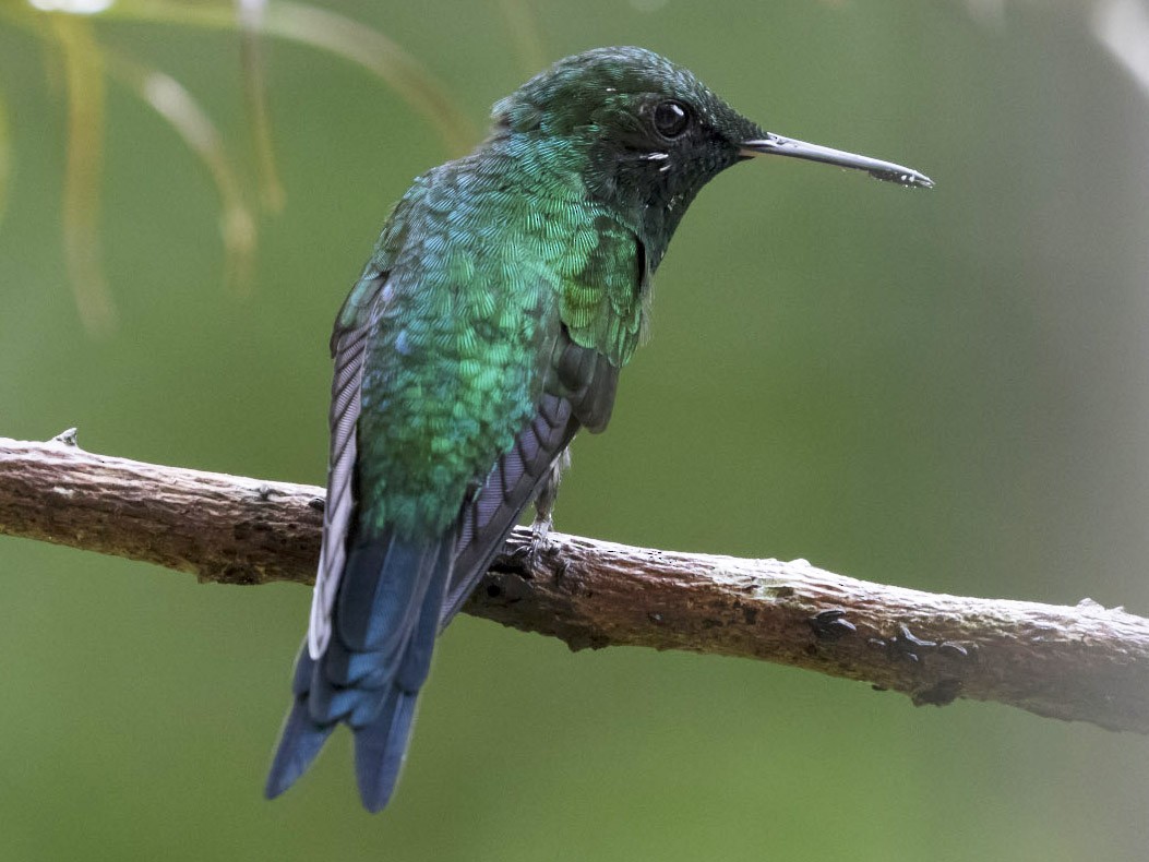 Puerto Rican Emerald - eBird