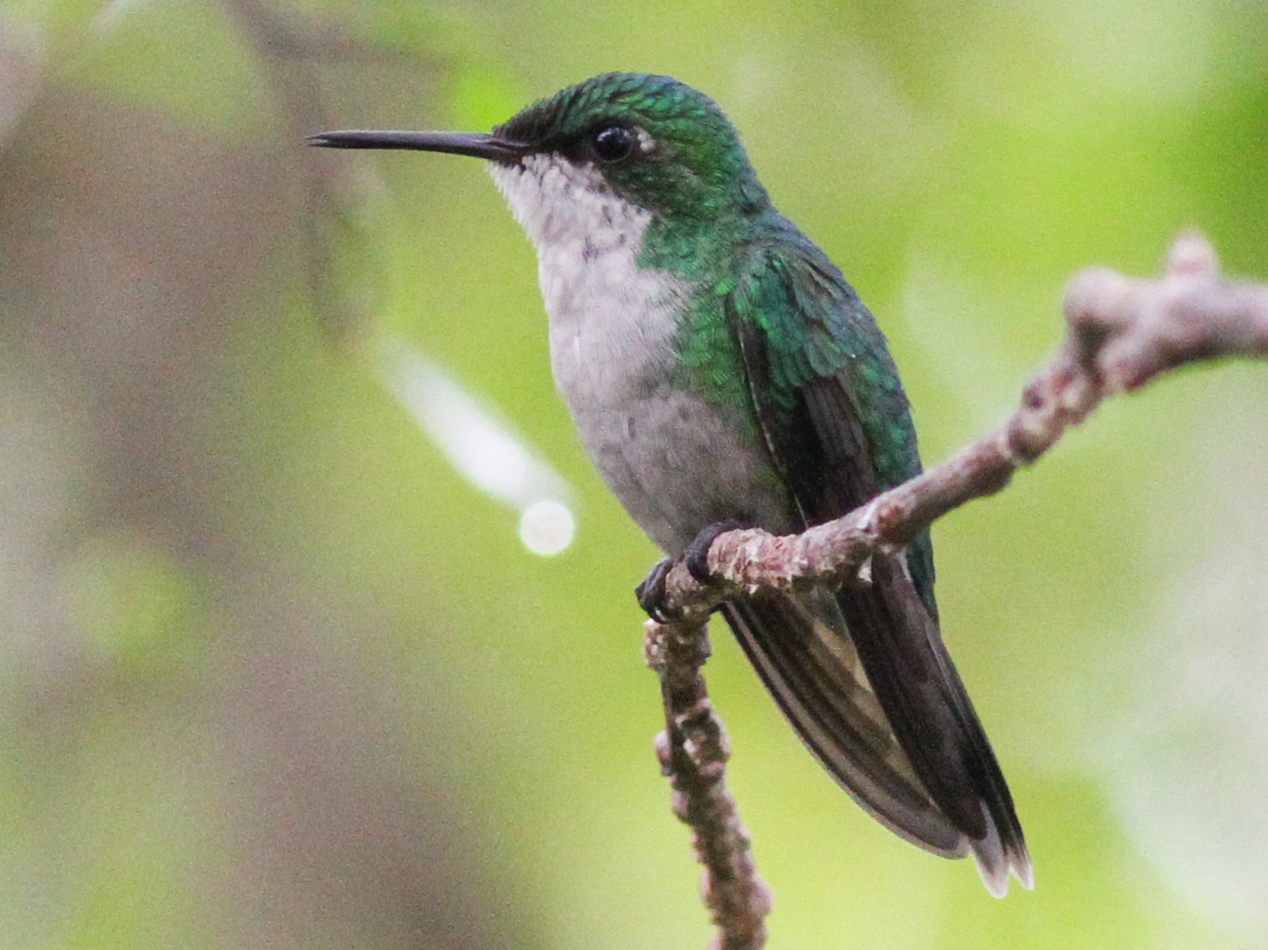 Puerto Rican Emerald - eBird