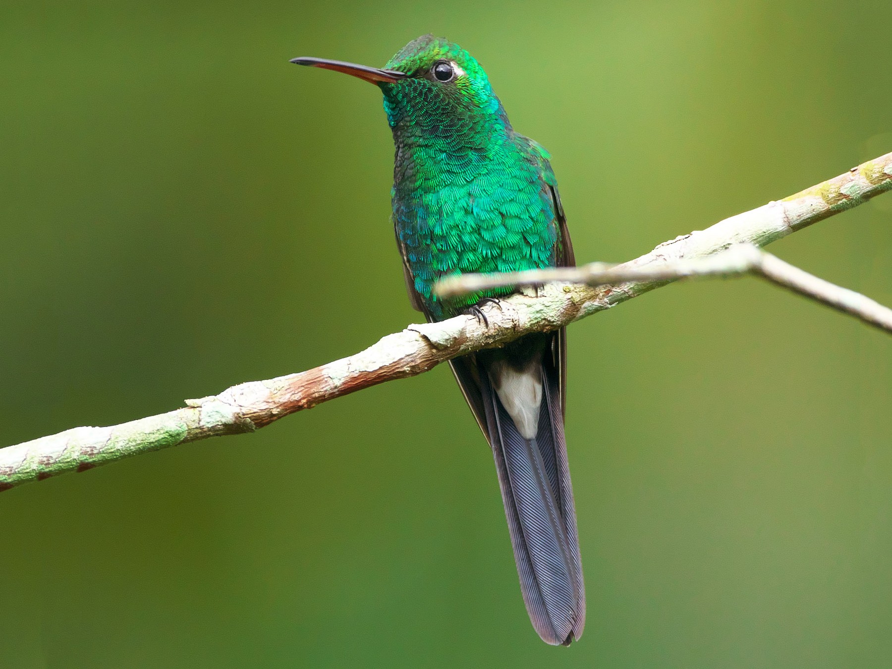 Cuban Emerald - eBird