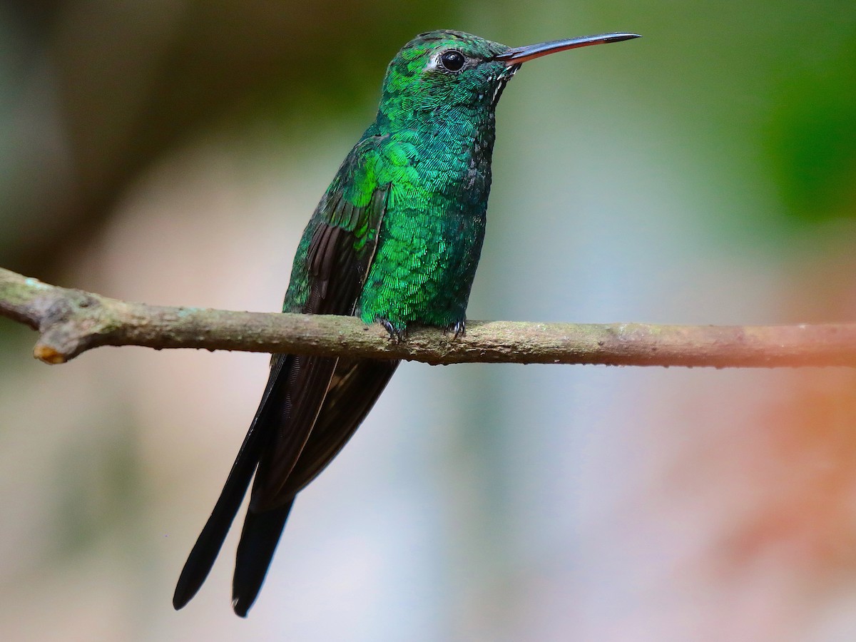 Cuban Emerald - Riccordia ricordii - Birds of the World