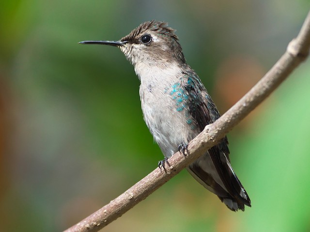 Bee Hummingbird In Hand