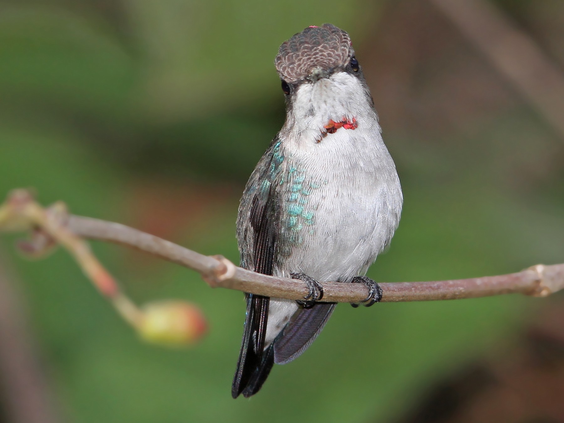 Baby Bee Hummingbird