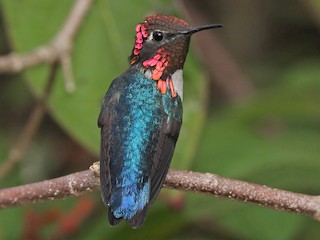 Bee Hummingbird - Mellisuga helenae - Birds of the World