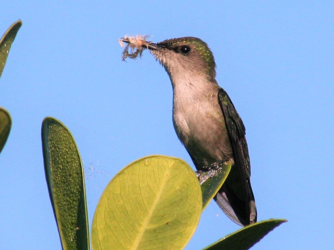 Vervain Hummingbird - eBird