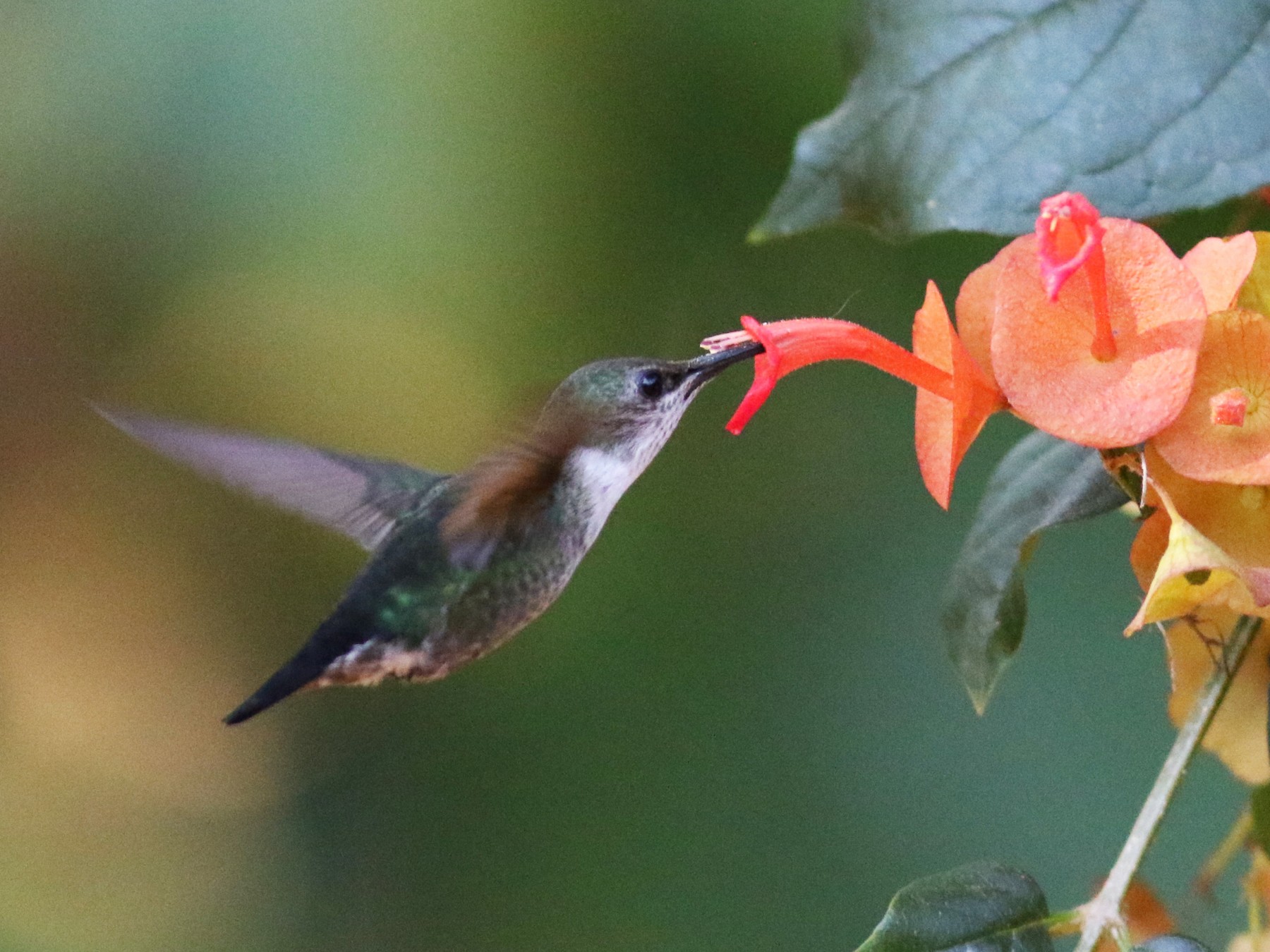 Vervain Hummingbird - eBird