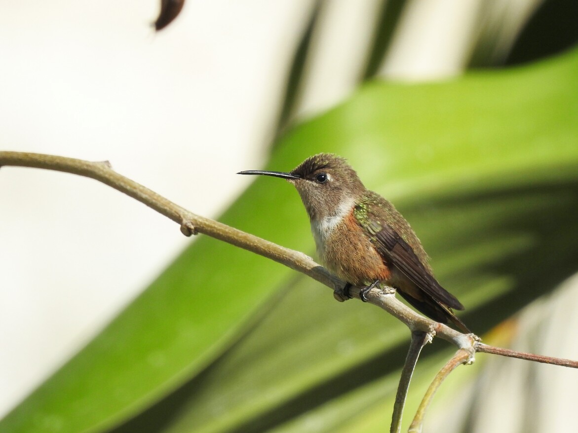 Inagua Woodstar - eBird