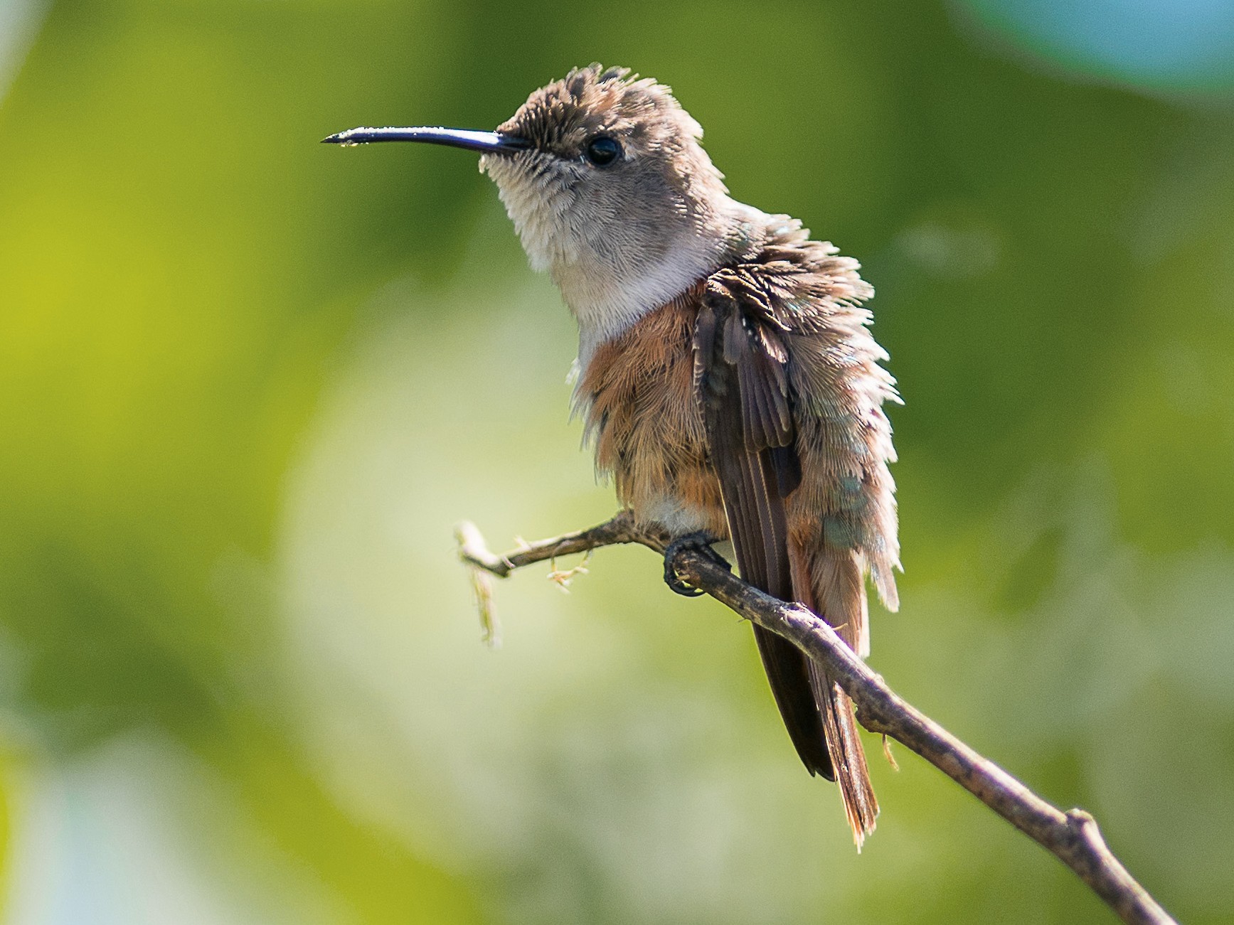 Inagua Woodstar - eBird