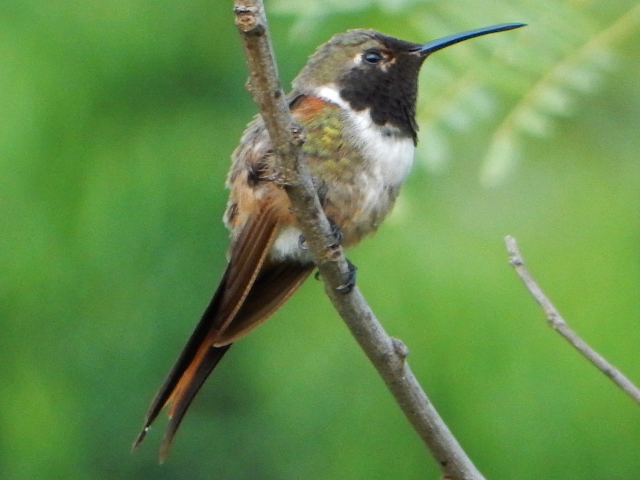 Inagua Woodstar - eBird