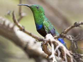Green-throated Carib - eBird