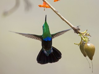Green-throated Carib - eBird
