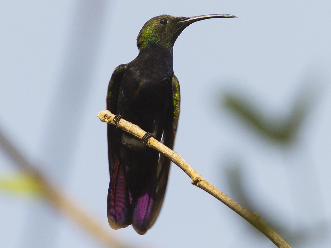 Hispaniolan Mango - eBird