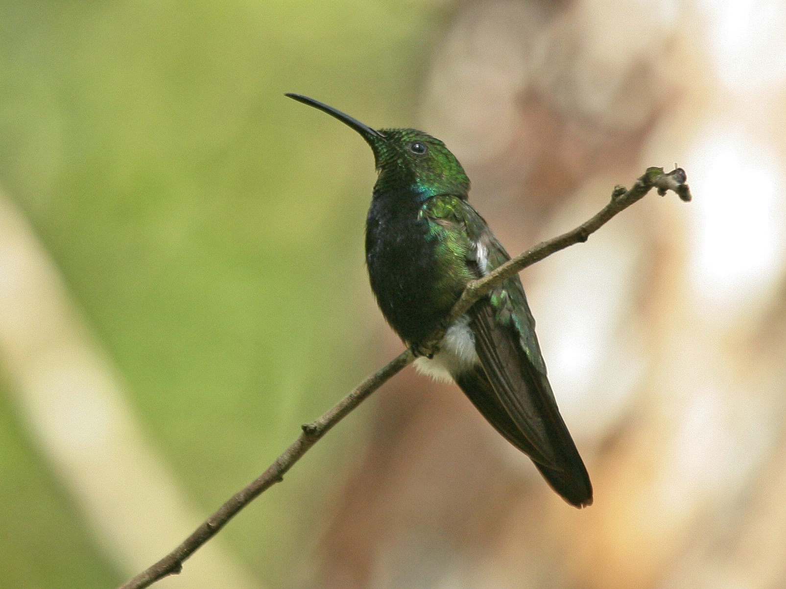 Hispaniolan Mango - eBird